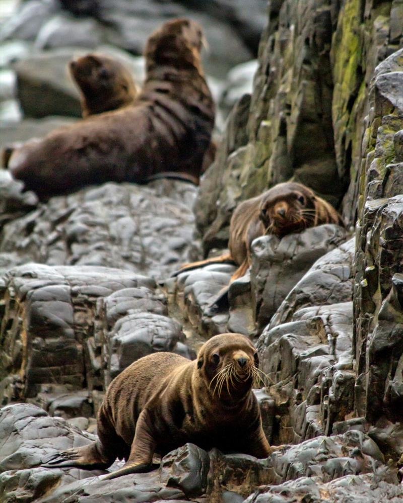 Steller sea lion pups on Gillon Point, Agattu Island