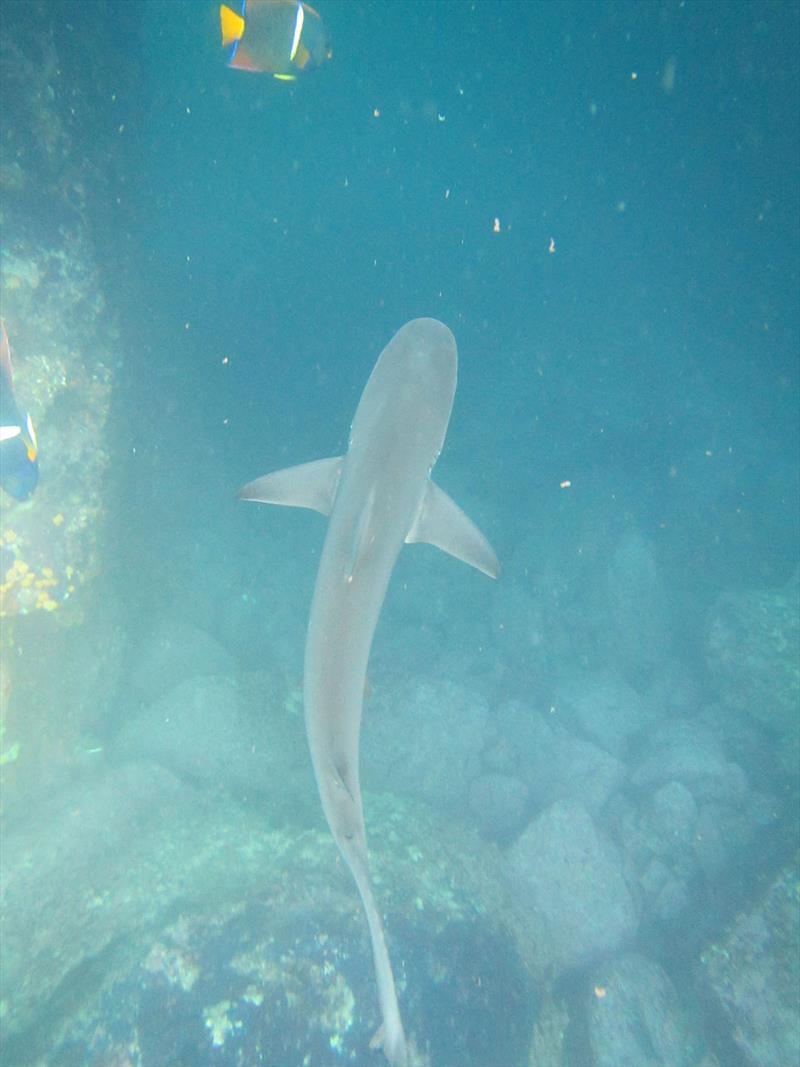 World ARC 2018 - Galapagos - Kicker Rock Tour