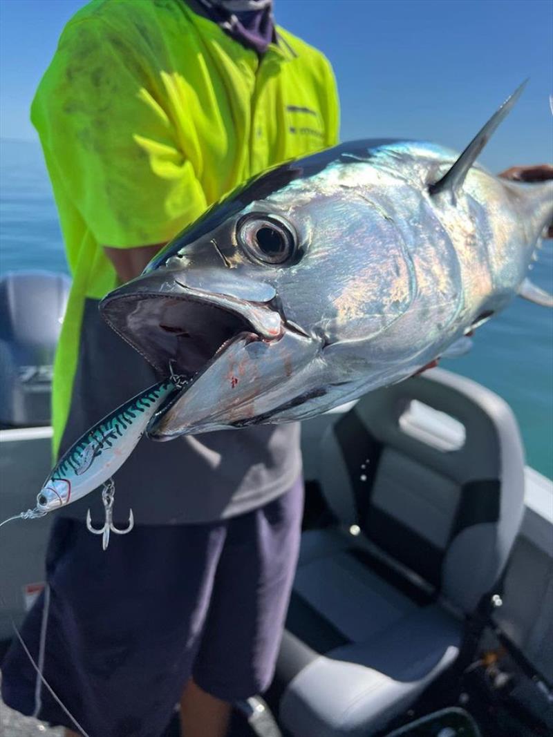 Venom V-swim doing the damage on this school sized bay longtail tuna