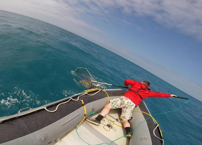 A loggerhead is captured in a net from a small boat during May 2017 ...