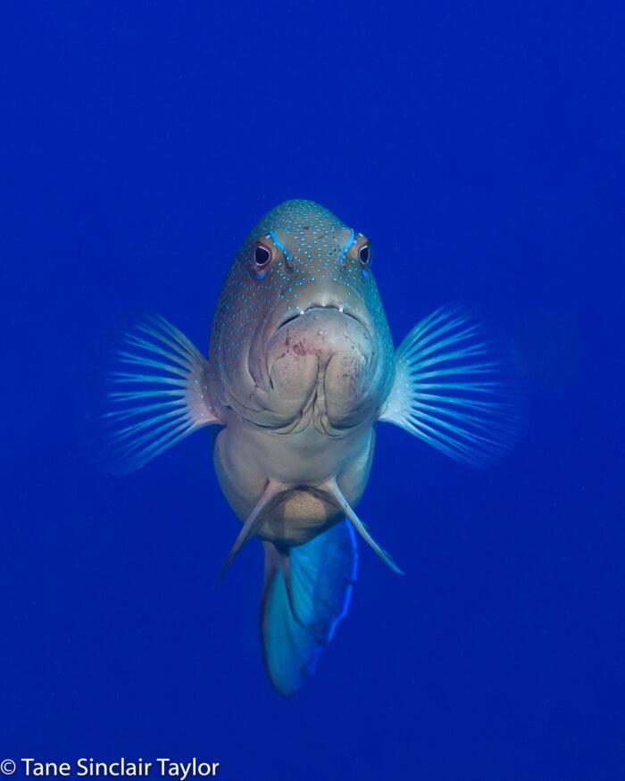 The study species is coral groupers (Plectropomus spp.), which are a ...
