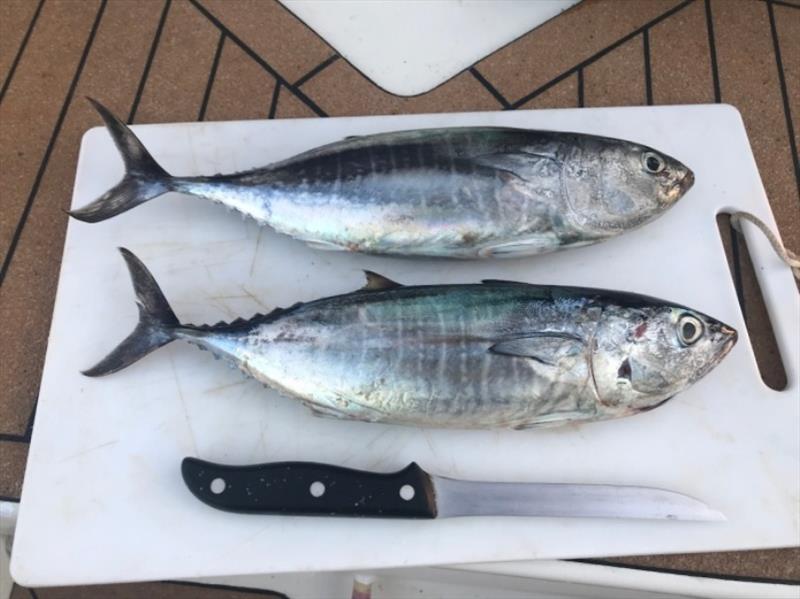 2 fish each a little over 40cm - perfect size for us!